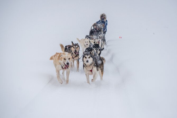 Sled Dog Sampler Ride in Fairbanks - Practical Details: Transportation, Duration, and Group Size