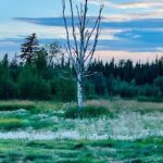 Small Group 18-hole Golf Experience in Fairbanks - Authenticity and Scenic Highlights
