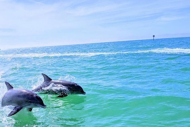 Small Group 2 Hour Dolphin Cruise with Snorkeling to Shell Key - Key Points