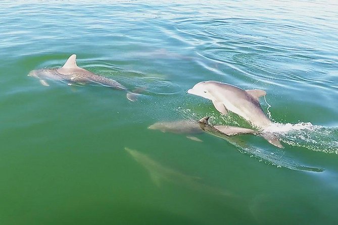 Small Group 2 Hour Dolphin Cruise with Snorkeling to Shell Key - The Itinerary in Detail