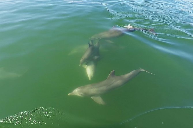 Small Group 2 Hour Dolphin Cruise with Snorkeling to Shell Key - Who Should Sign Up?