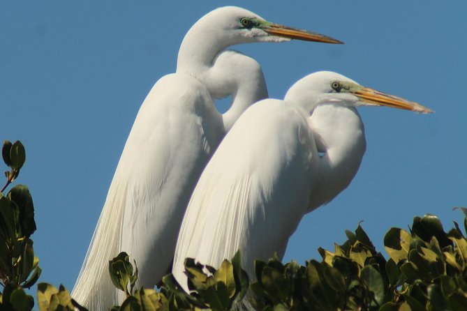 Small Group Boat, Kayak and Walking Guided Eco Tour in Everglades National Park - The Sum Up