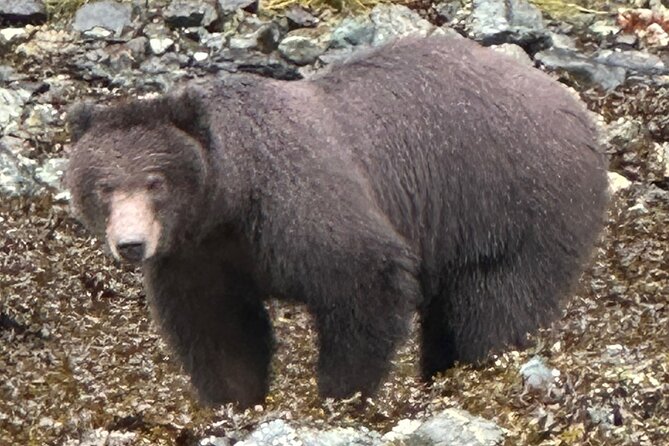 Small Group Boat Tour of Sitka - The Sum Up