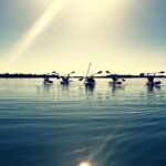 Small-Group Clear Kayak Tour in Shell Key - Why This Tour is a Great Choice