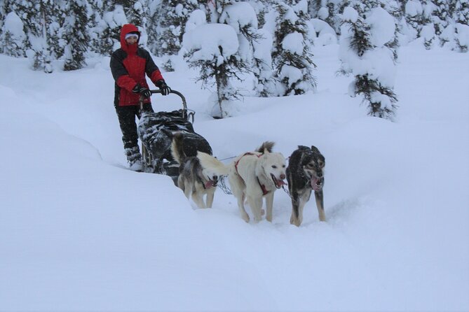 Small-Group Dog Sledding Experience in Sterling - Key Points