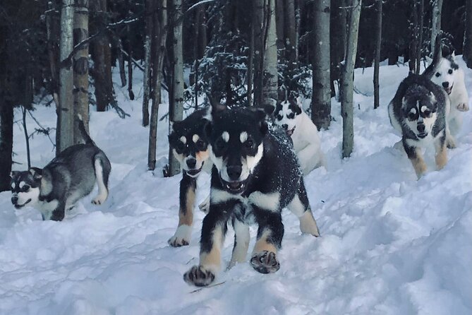 Small-Group Dog Sledding Experience in Sterling - What to Expect from the Dog Sledding Adventure