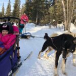 Small-Group Dog Sledding Experience in Sterling - The Experience and Its Highlights