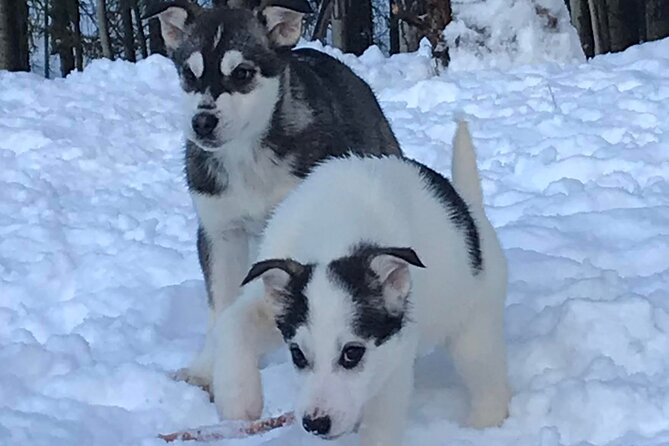 Small-Group Dog Sledding Experience in Sterling - Why This Tour Works Well for Travelers
