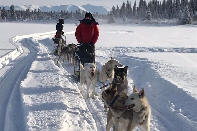 Small-Group Dog Sledding Experience in Sterling - The Sum Up