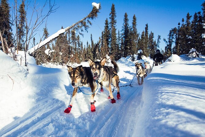 Small-Group Dog Sledding Experience in Sterling - FAQ