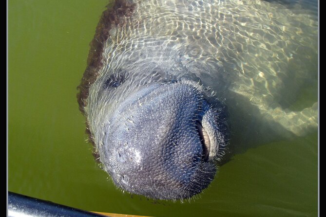 Small-Group Everglades Boating Kayaking and Walking Eco Tour - Who Will Love This Tour?