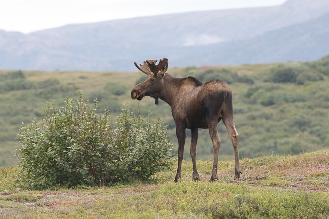 Small-Group Flight Denali National Park Tour with Guided Hike - An In-Depth Look at the Tour Experience