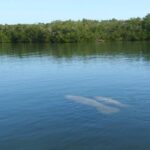 Small Group Florida Keys Eco Tour by Boat - What You Can Expect at Each Stop