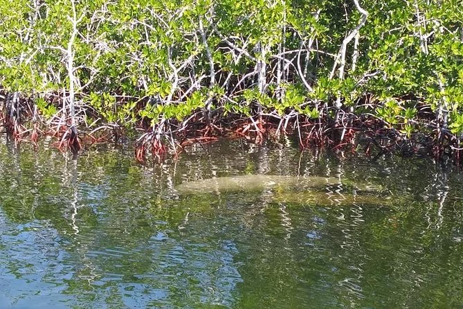 Small Group Florida Keys Eco Tour by Boat - Practical Details: What Travelers Should Know