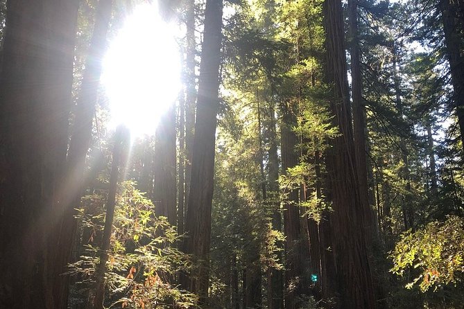 Small-Group Giant Redwoods and Russian River Wine Country Trip - The Practical Side: What to Expect