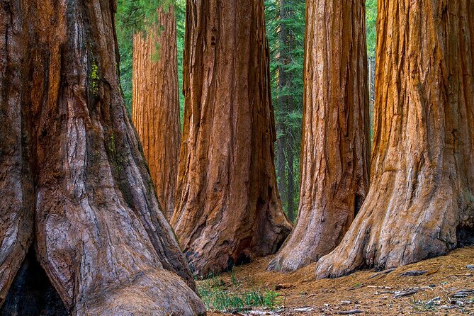 Small-Group Giant Redwoods and Russian River Wine Country Trip - Final Thoughts