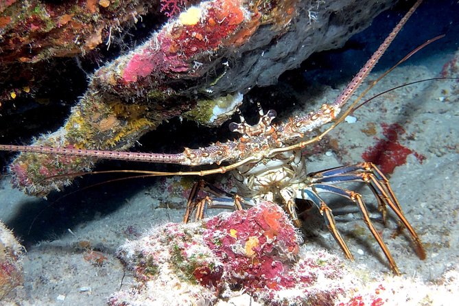 Small Group Guided Shore Dives in St. Andrews State Park, Florida - Equipment and Pricing