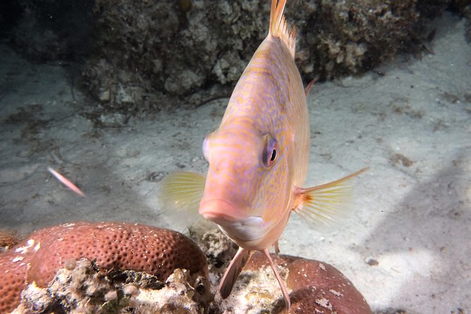 Small Group Guided Shore Dives in St. Andrews State Park, Florida - How the Tour Fits Into Your Travel Plans