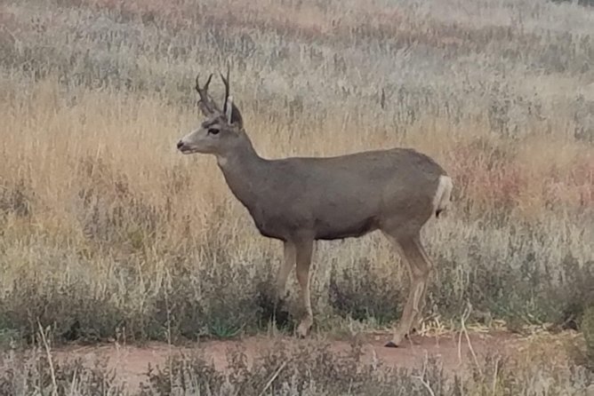 Small-Group Half-Day Tour Foothills of the Rockies from Denver - Value and Price Consideration