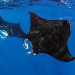 Small Group, Kona Manta Ray Snorkel Adventure! - Small Group, Kona Manta Ray Snorkel Adventure — An Authentic Look