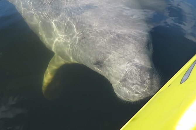 Small Group Manatee Discovery Kayak Tour near Orlando - Introduction