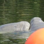 Small Group Manatee Discovery Kayak Tour near Orlando - Exploring the Details of the Tour