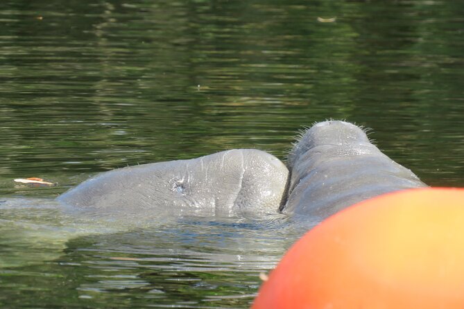 Small Group Manatee Discovery Kayak Tour near Orlando - Exploring the Details of the Tour