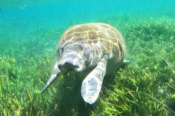 Small Group Manatee Snorkel Tour with In-Water Guide and Photographer - Final Thoughts
