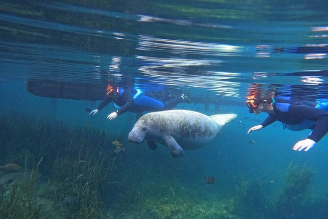 Small Group Manatee Swim Tour With Free Photos - Small Group Manatee Swim Tour With Free Photos: An In-Depth Look