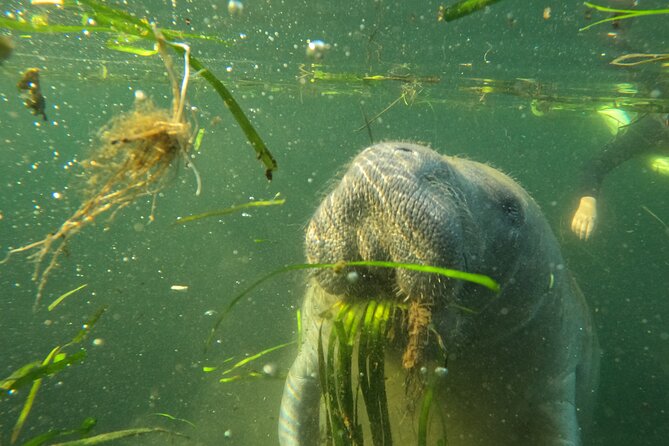 Small Group Manatee Swim Tour With Free Photos - FAQ