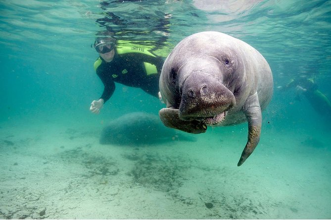 Small group Manatee Tour with In-Water Divemaster/Photographer - What Makes This Tour Special?