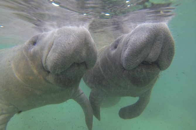 Small group Manatee Tour with In-Water Divemaster/Photographer - The Itinerary: What to Expect