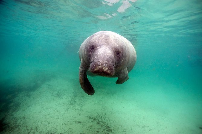 Small group Manatee Tour with In-Water Divemaster/Photographer - Price and Overall Value