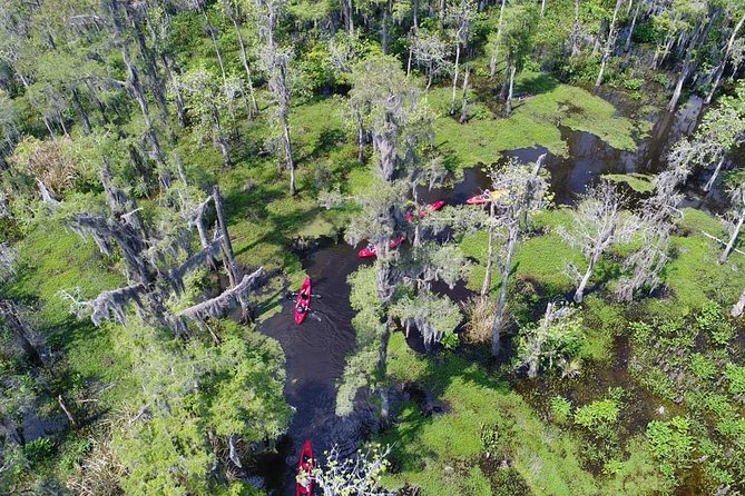Small-Group Manchac Swamp Kayak Tour - An In-Depth Look at the Experience