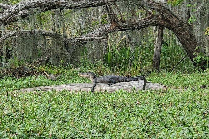 Small-Group Manchac Swamp Kayak Tour - Final Thoughts