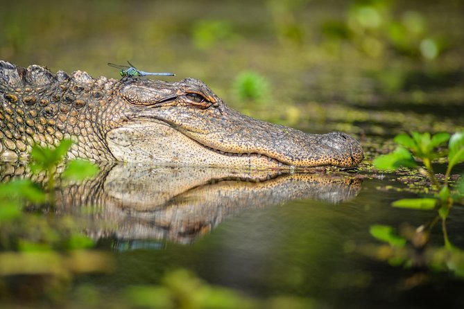 Small-Group Manchac Swamp Kayak Tour with Local Guide - Authentic Experiences from Reviewers