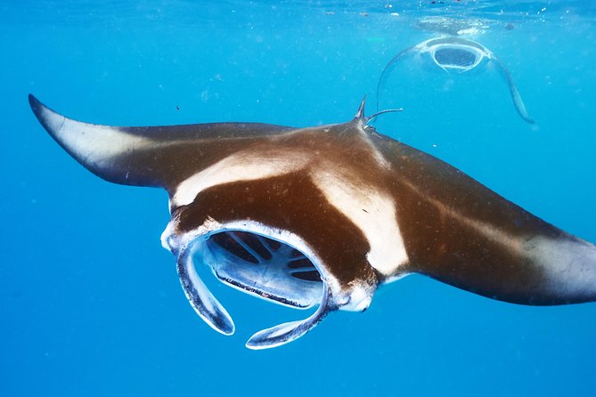 Small-Group Manta Ray Night Snorkel from Kona - Timing and Departure Details