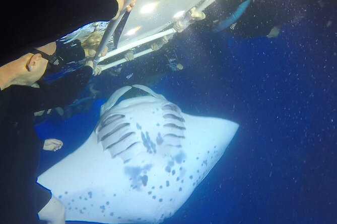 Small-Group Manta Ray Night Snorkel from Kona - FAQ