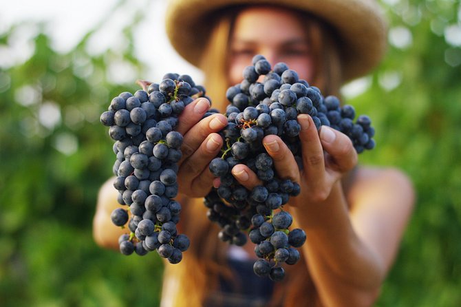 Small Group Napa Valley Tour for Wine Lovers - FAQs