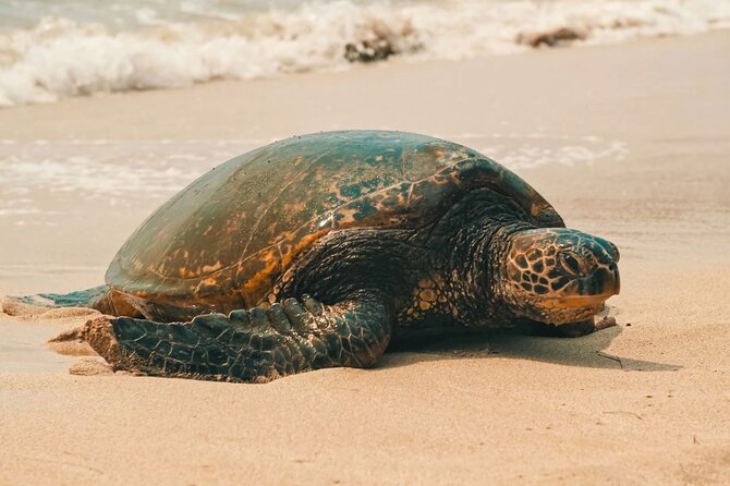 Small Group North Shore Circle Island Tour Oahu - FAQs