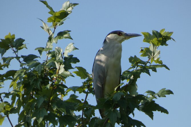 Small Group Scenic Wekiva River Kayak Tour near Orlando - Key Points