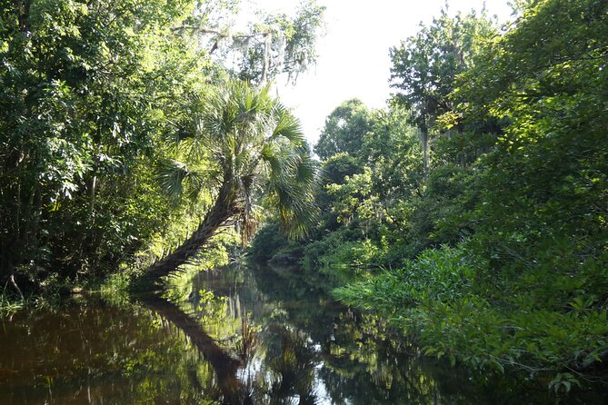 Small Group Scenic Wekiva River Kayak Tour near Orlando - An In-Depth Look at the Wekiva River Kayak Tour