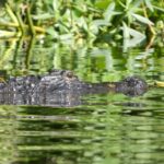 Small Group Scenic Wekiva River Kayak Tour near Orlando - Who Would Love This Tour?