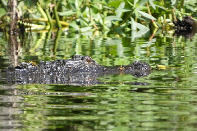 Small Group Scenic Wekiva River Kayak Tour near Orlando - Who Would Love This Tour?