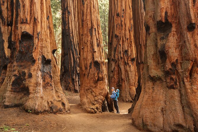 Small Group Sequoia Tour from Wuksachi Lodge with Lunch - Key Points