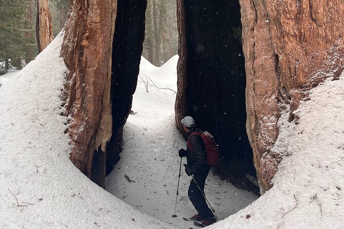 Small Group Sequoia Tour from Wuksachi Lodge with Lunch - Final Thoughts