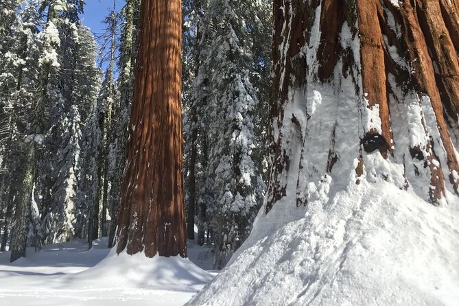Small Group Sequoia Tour from Wuksachi Lodge with Lunch - FAQ