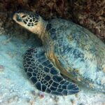Small Group Shallow Reef Dive in Oahu - Final Thoughts: Is This Tour Worth It?