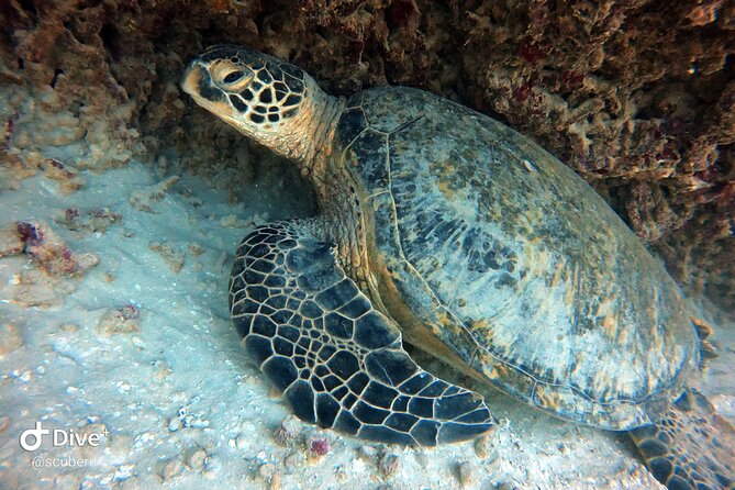 Small Group Shallow Reef Dive in Oahu - Final Thoughts: Is This Tour Worth It?