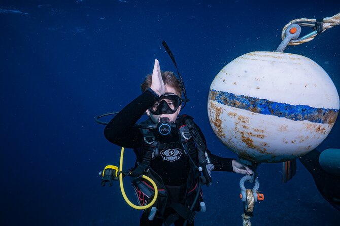 Small-Group Shark and Turtle Dive for Certified Divers - Key Points